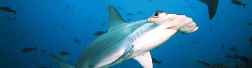 Where To Dive With Hammerhead Sharks - Calico Jack Adventures